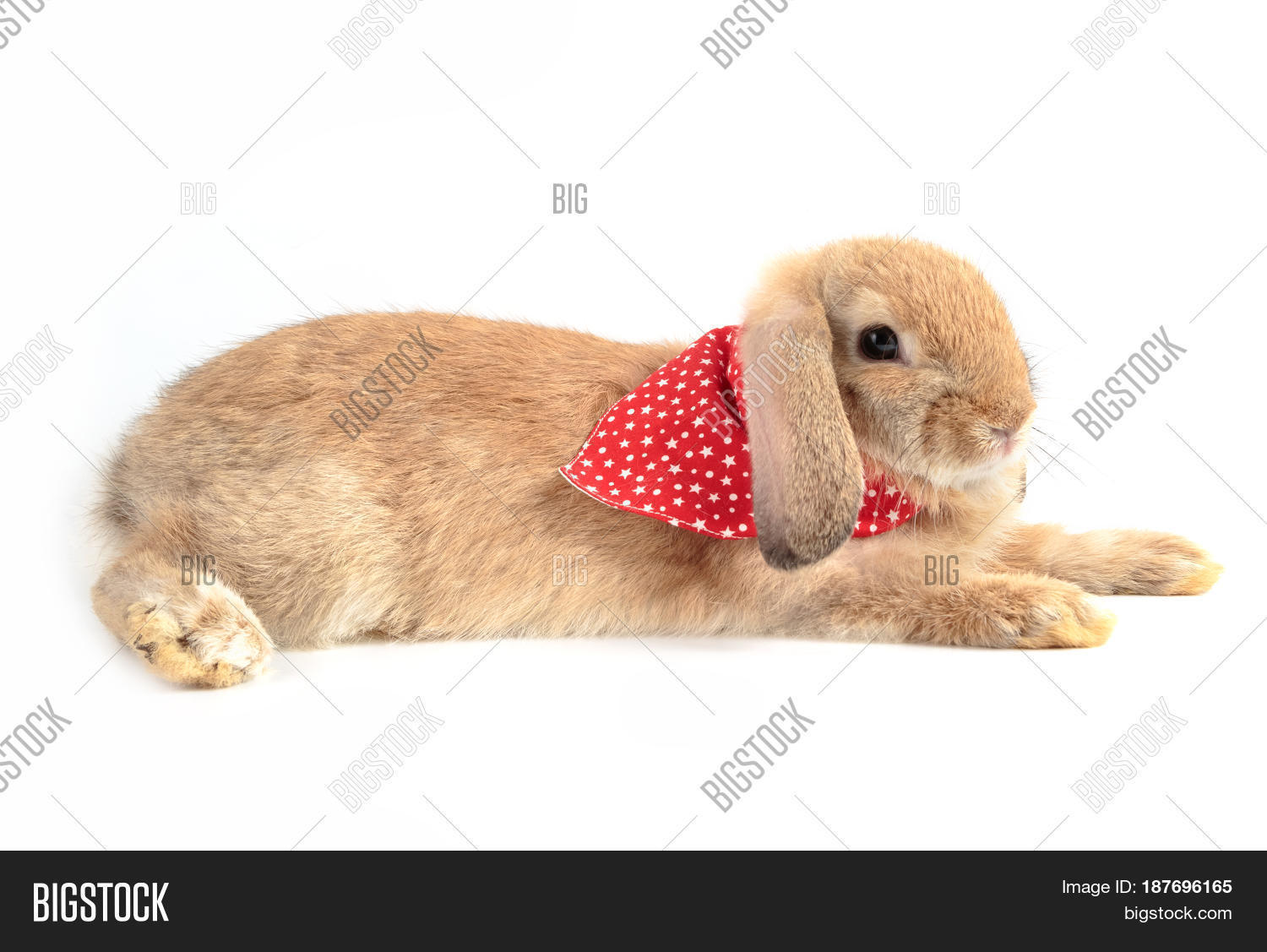 Cute French Lop Rabbit Image & Photo (Free Trial) | Bigstock