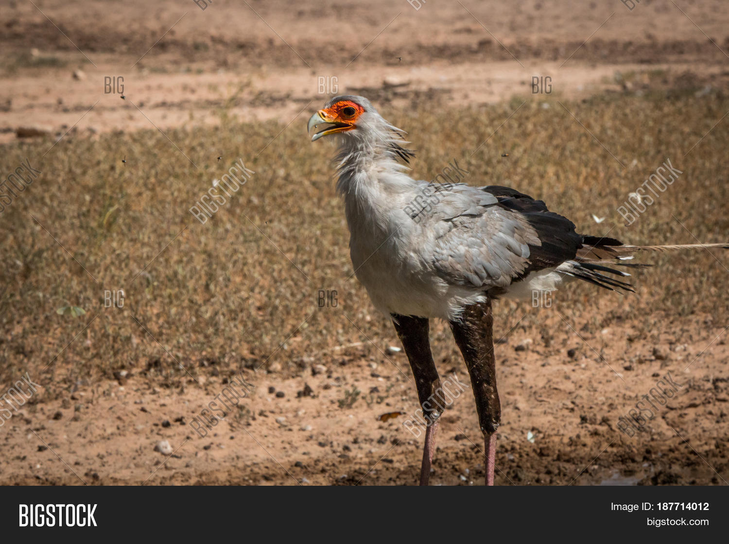 Secretary Bird Image & Photo (Free Trial) | Bigstock
