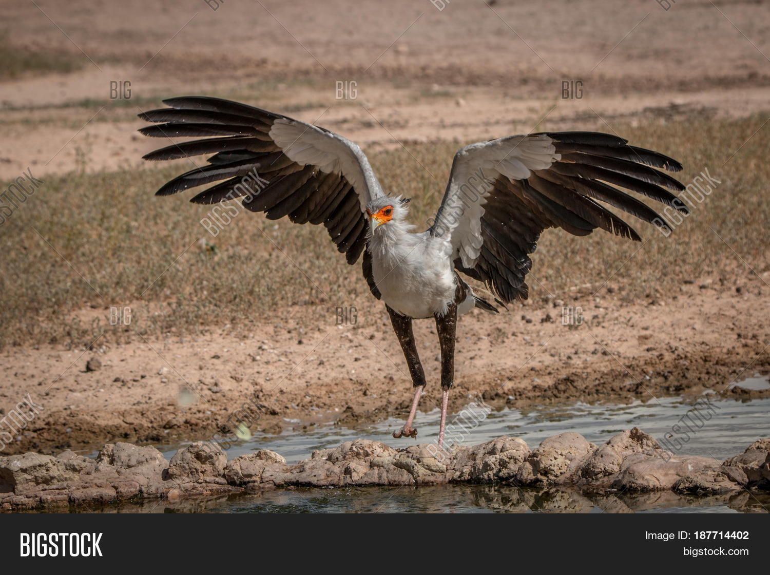 Secretary Bird Image & Photo (Free Trial) | Bigstock