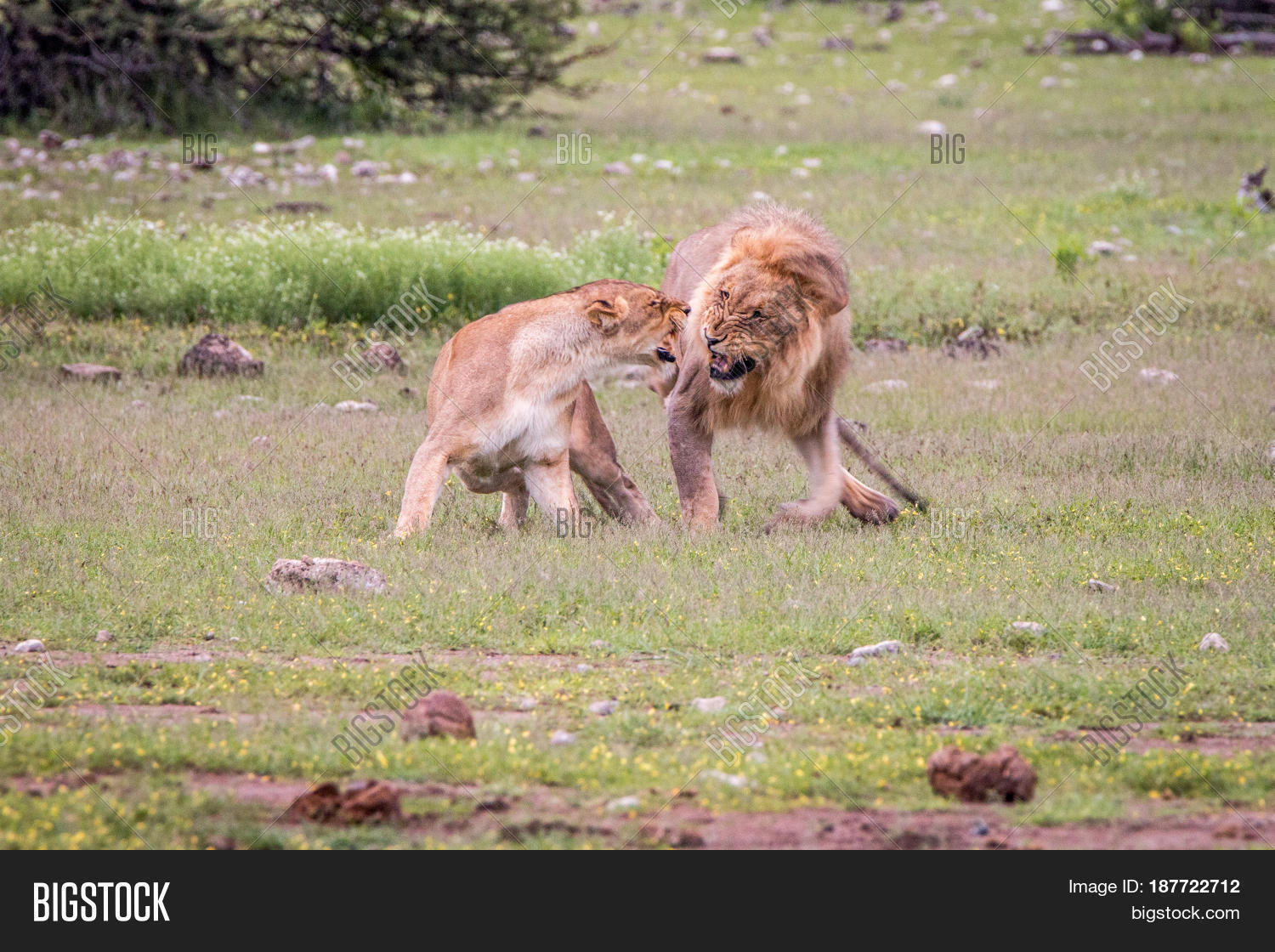 Lion Couple Mating Image & Photo (Free Trial) | Bigstock