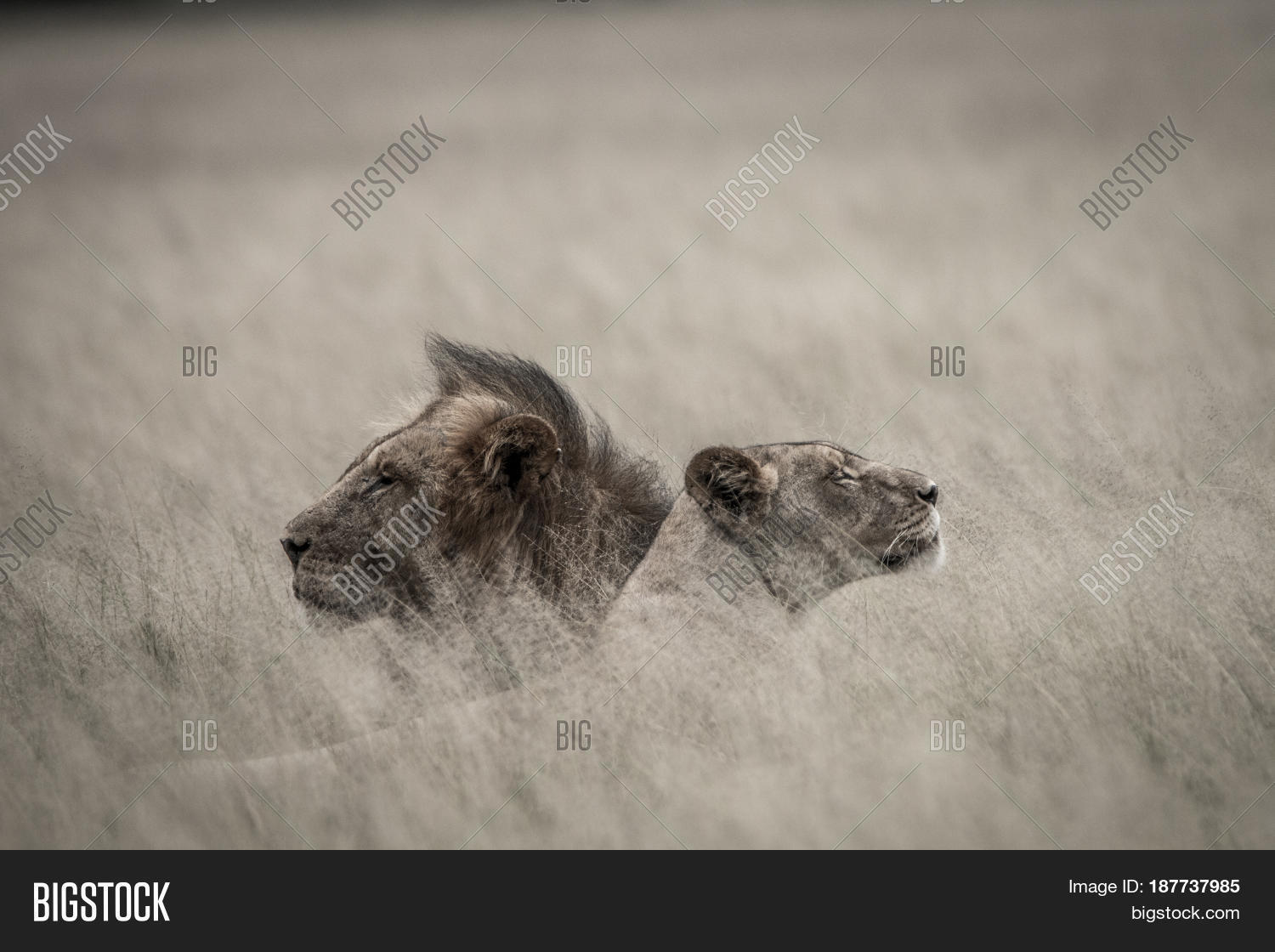 Lion Mating Couple Image & Photo (Free Trial) | Bigstock