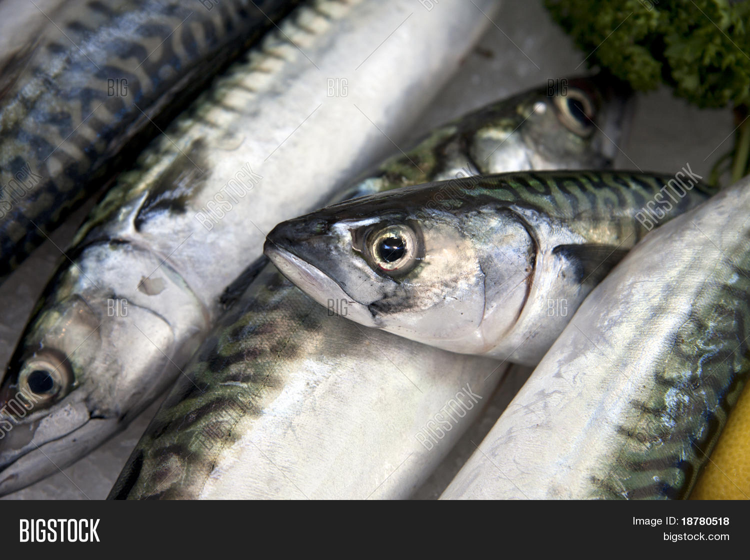 Mackerel On Ice Sale Image & Photo (Free Trial) | Bigstock
