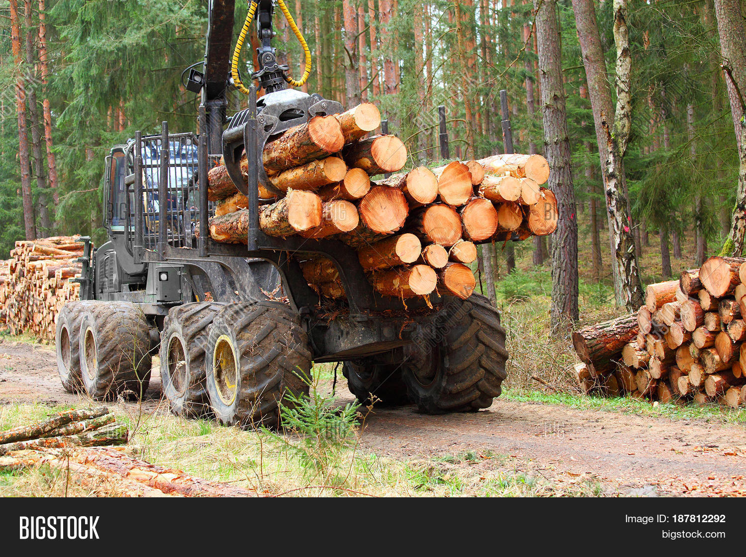 Lumberjack Modern Image & Photo (Free Trial) | Bigstock