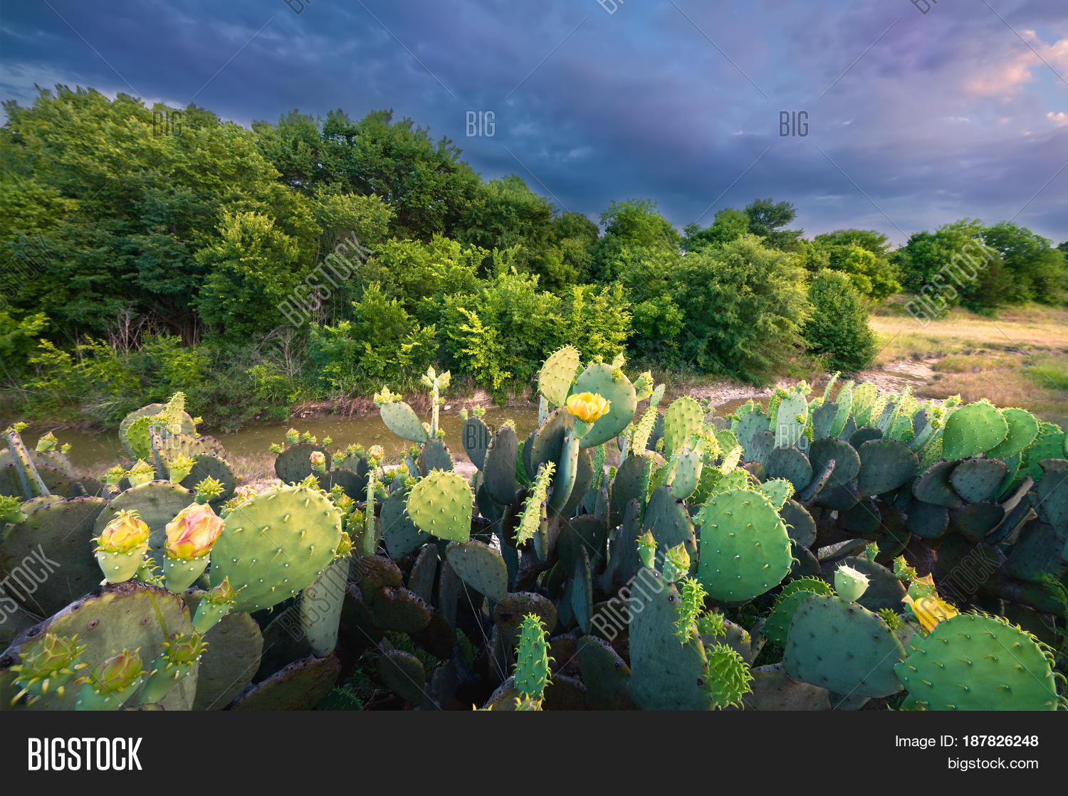 Flowering Cactus Image & Photo (Free Trial) | Bigstock