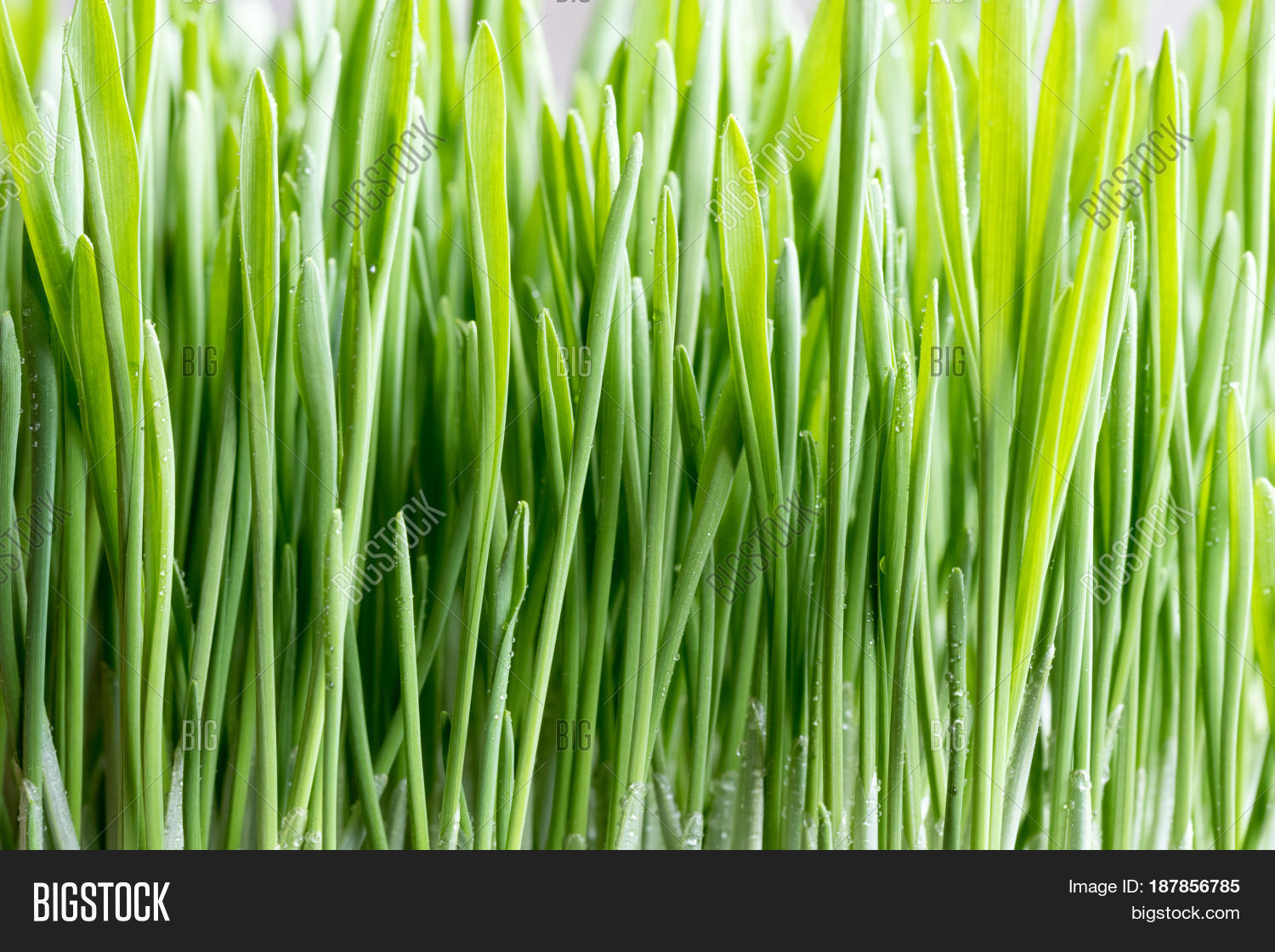 Young Green Barley Image & Photo (Free Trial) | Bigstock