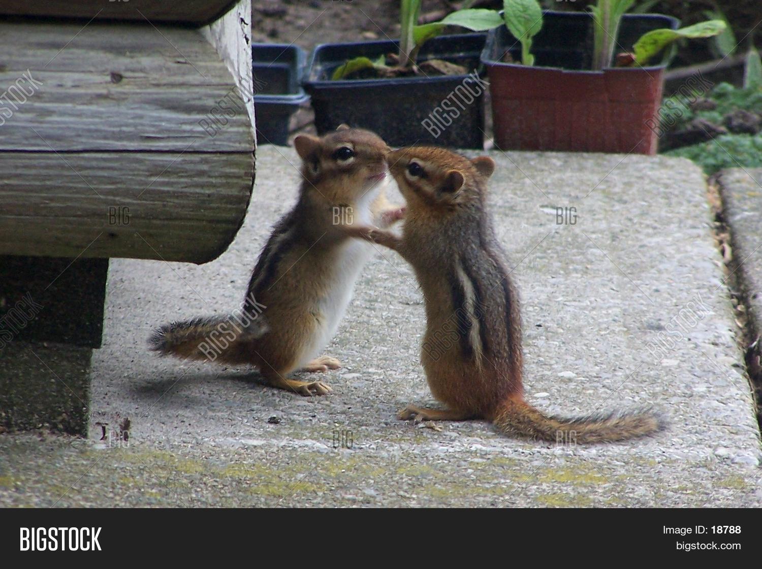 Dancing Chipmunks Image & Photo (Free Trial) | Bigstock
