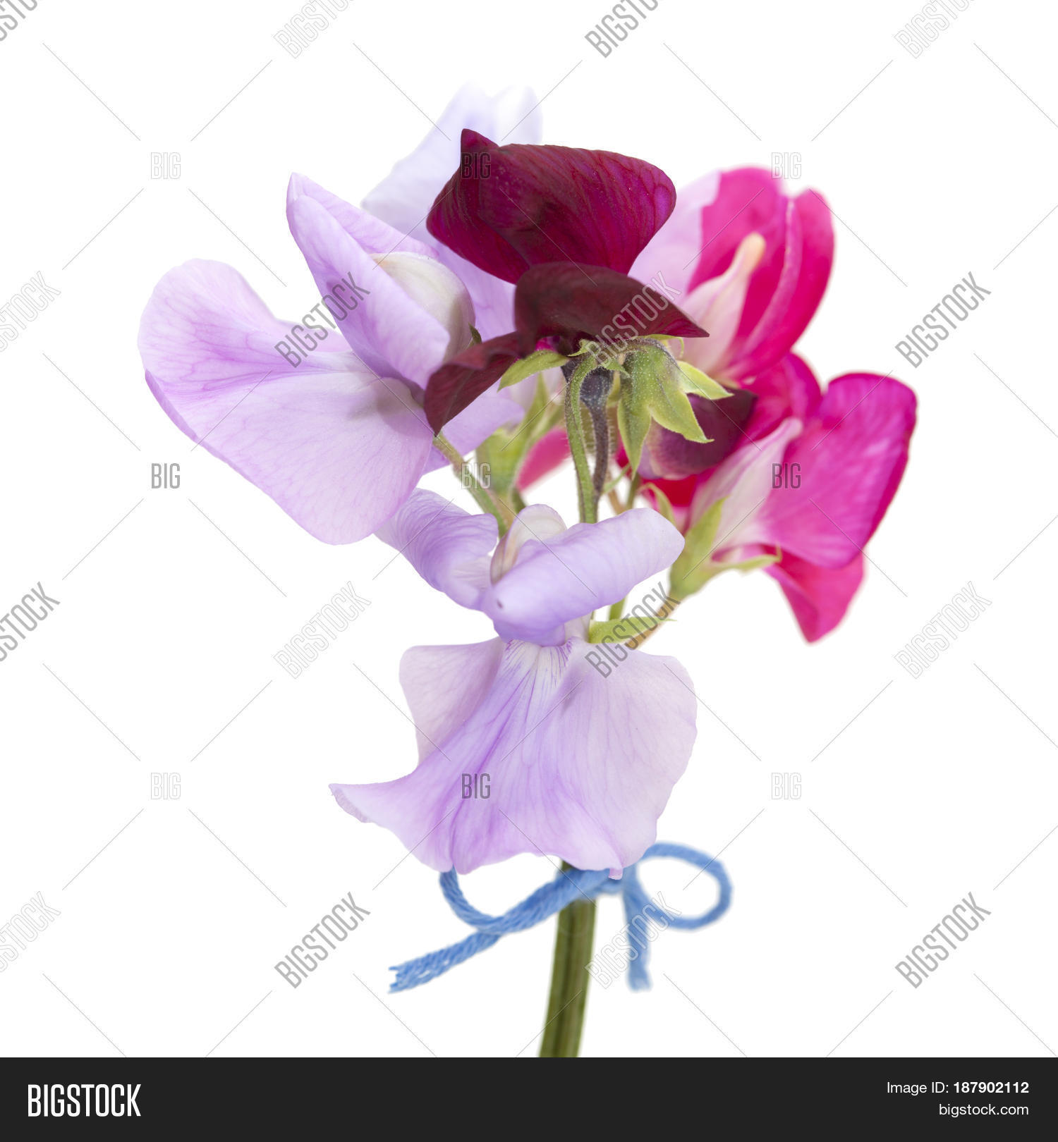 Sweet Pea Flowers Image & Photo (Free Trial) | Bigstock