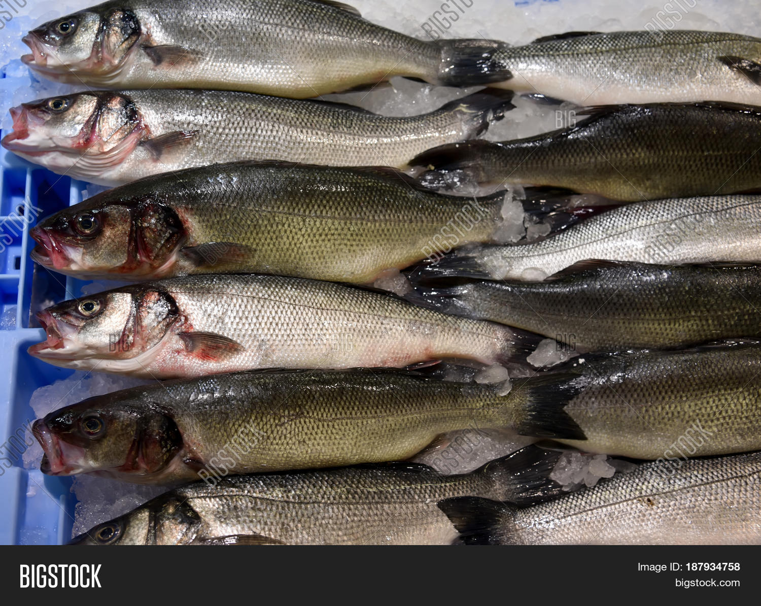 Lubina Fish On Fish Image & Photo (Free Trial) | Bigstock