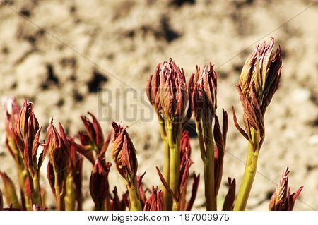 Spring Peonies Shoots Image & Photo (Free Trial) | Bigstock