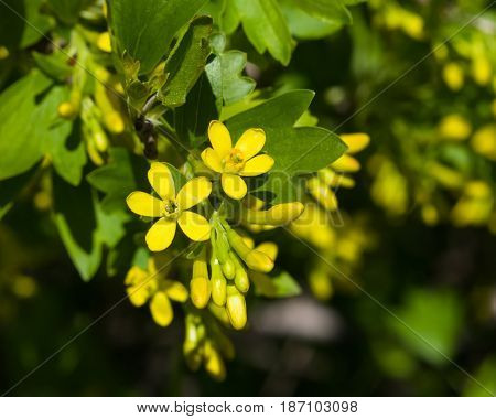 Buffalo Golden Currant Image & Photo (Free Trial) | Bigstock