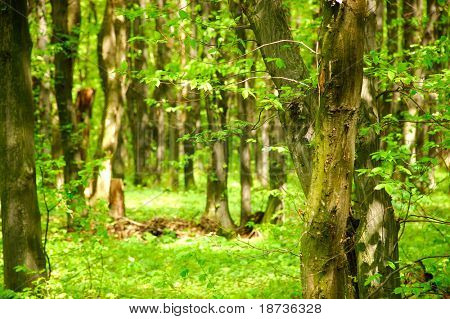 Inside Deep Spring Image & Photo (Free Trial) | Bigstock