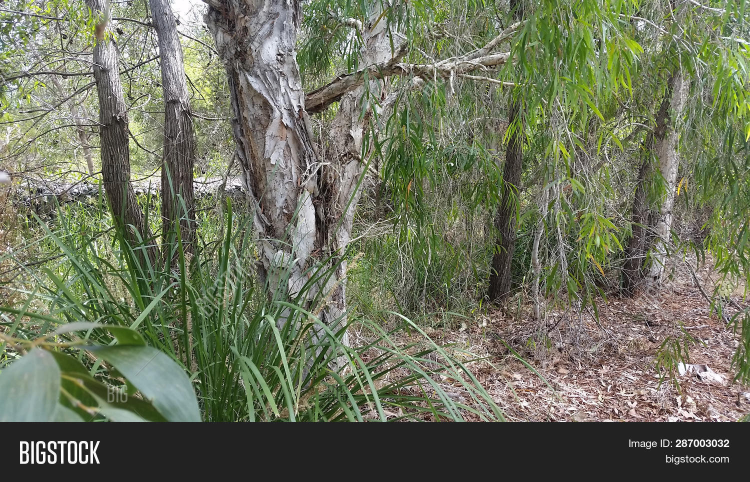 Australian Bushland, Image & Photo (Free Trial) | Bigstock
