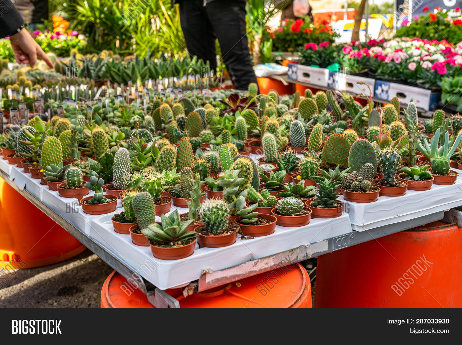 February 2019: Cactus Image & Photo (Free Trial) | Bigstock