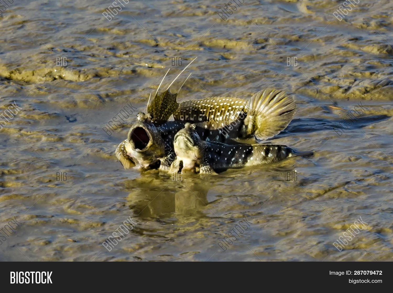 Couple Mud-skippers, Image & Photo (Free Trial) | Bigstock