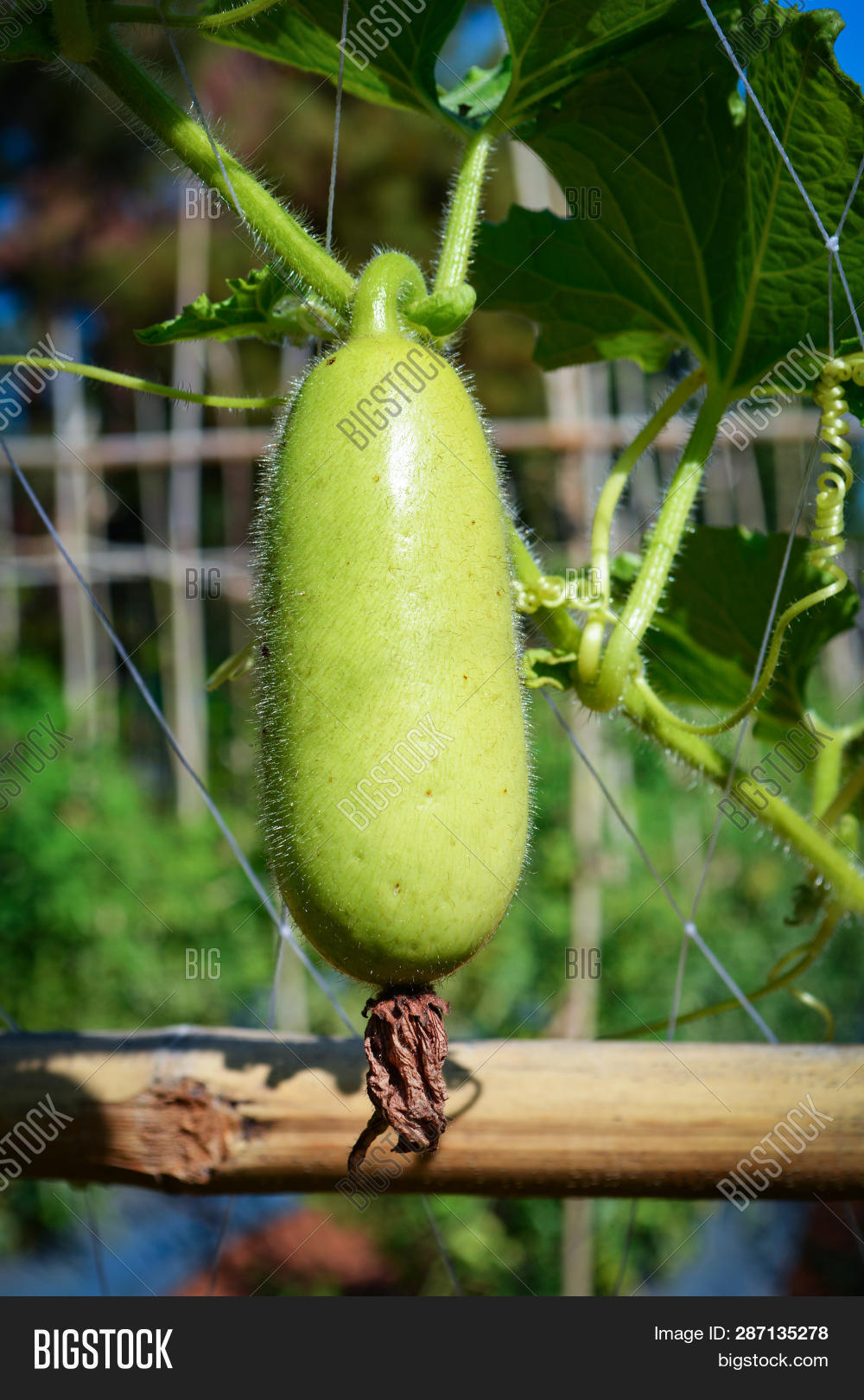 Calabash Gourd Image & Photo (Free Trial) | Bigstock