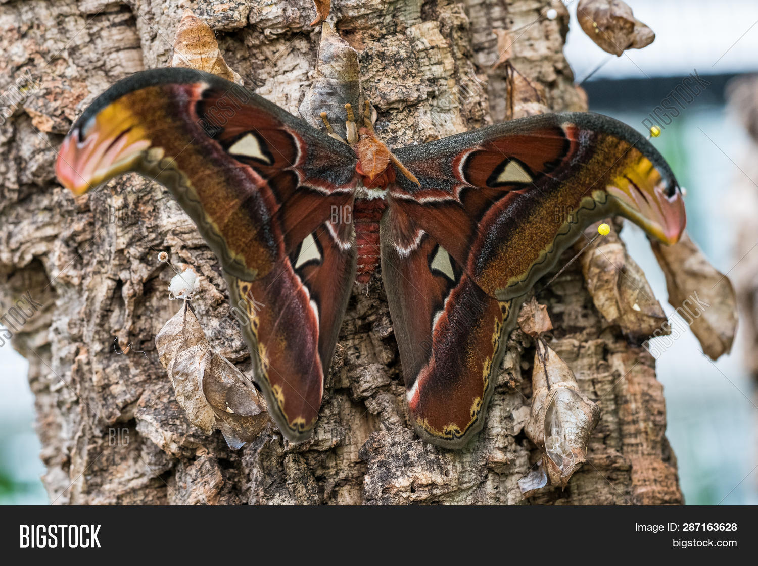 Attacus Atlas Moths Image & Photo (Free Trial) | Bigstock
