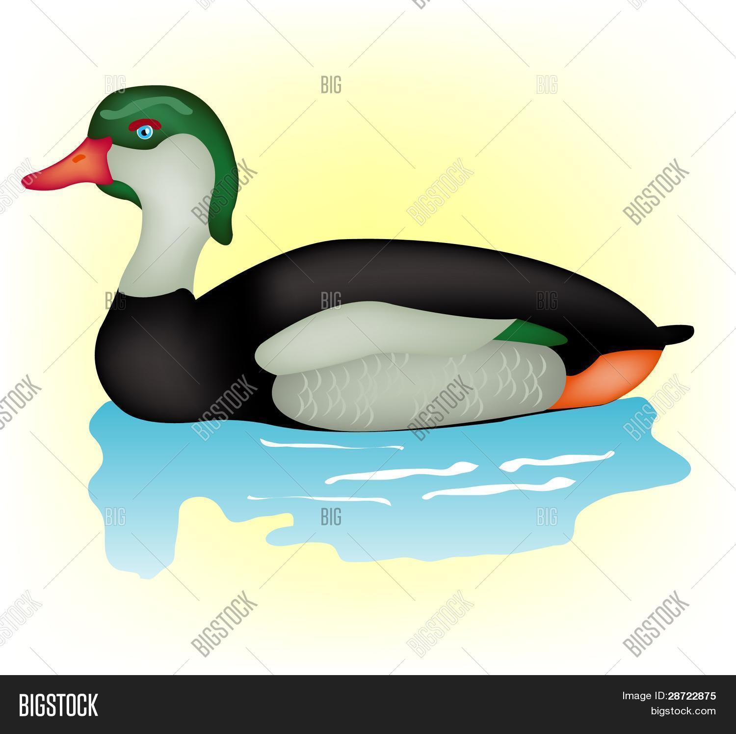 Duck Sails Water Vector & Photo (Free Trial) | Bigstock