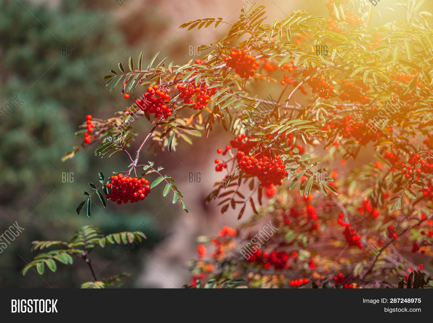 Orange Hawthorn Bunch Image & Photo (Free Trial) | Bigstock