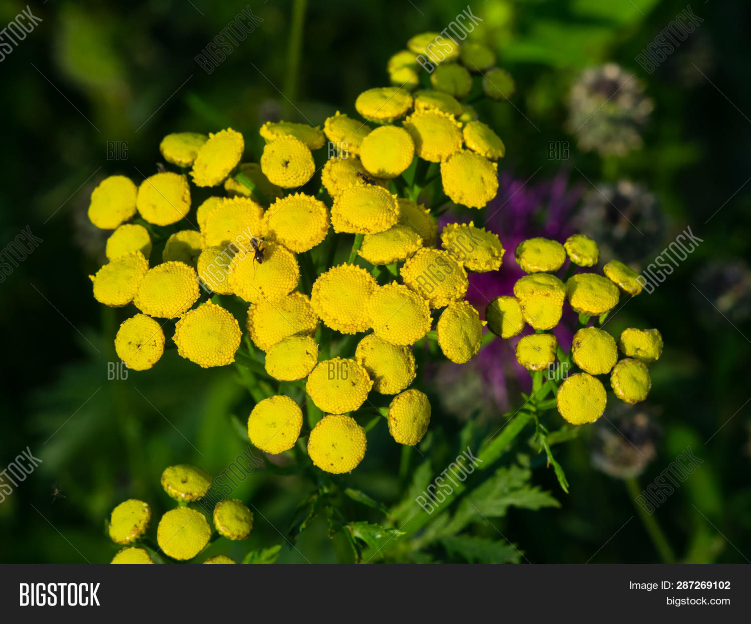 Blooming Common Tansy Image & Photo (Free Trial) | Bigstock