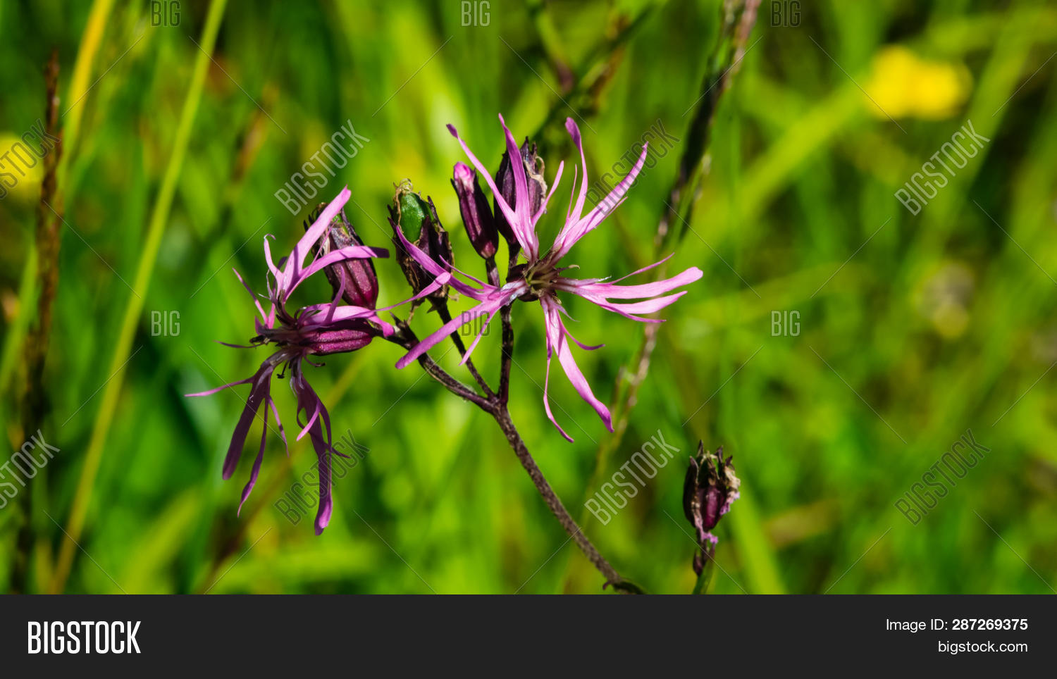 Ragged-robin, Lychnis Image & Photo (Free Trial) | Bigstock