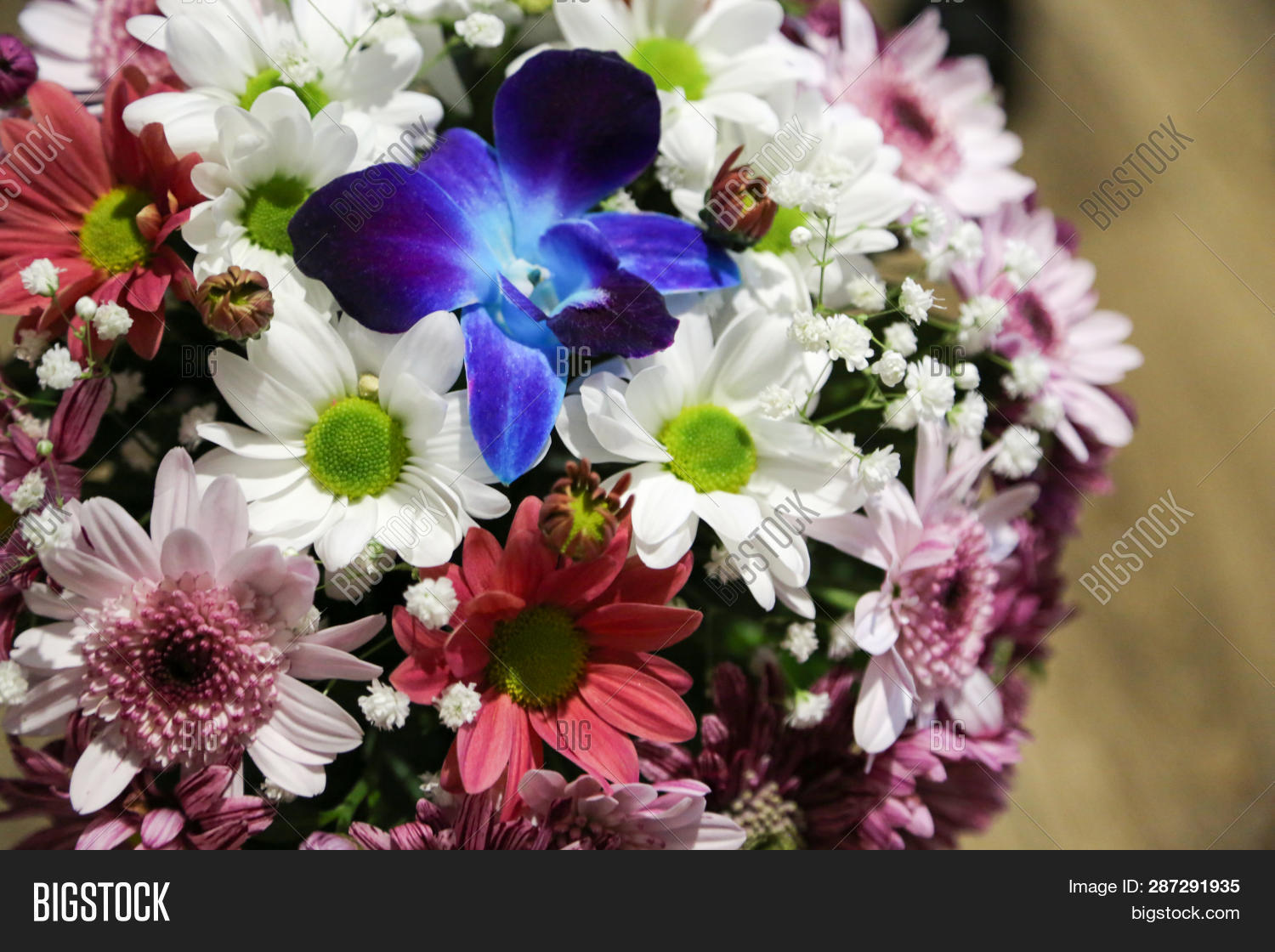Blue Flower Lions Image & Photo (Free Trial) | Bigstock