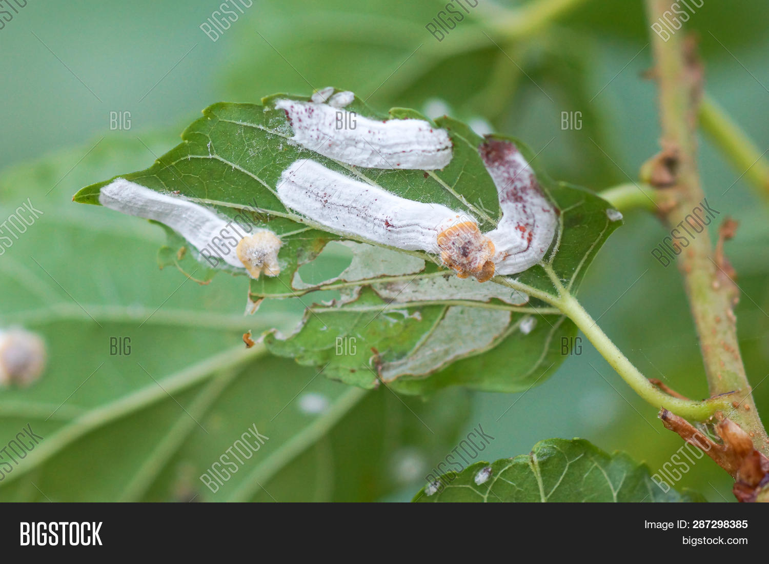 Close Coccidae On Image & Photo (Free Trial) | Bigstock