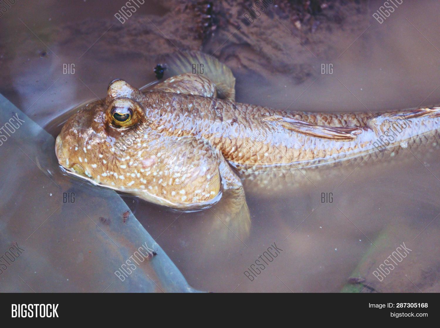 Mudskipper Fish, Image & Photo (Free Trial) | Bigstock