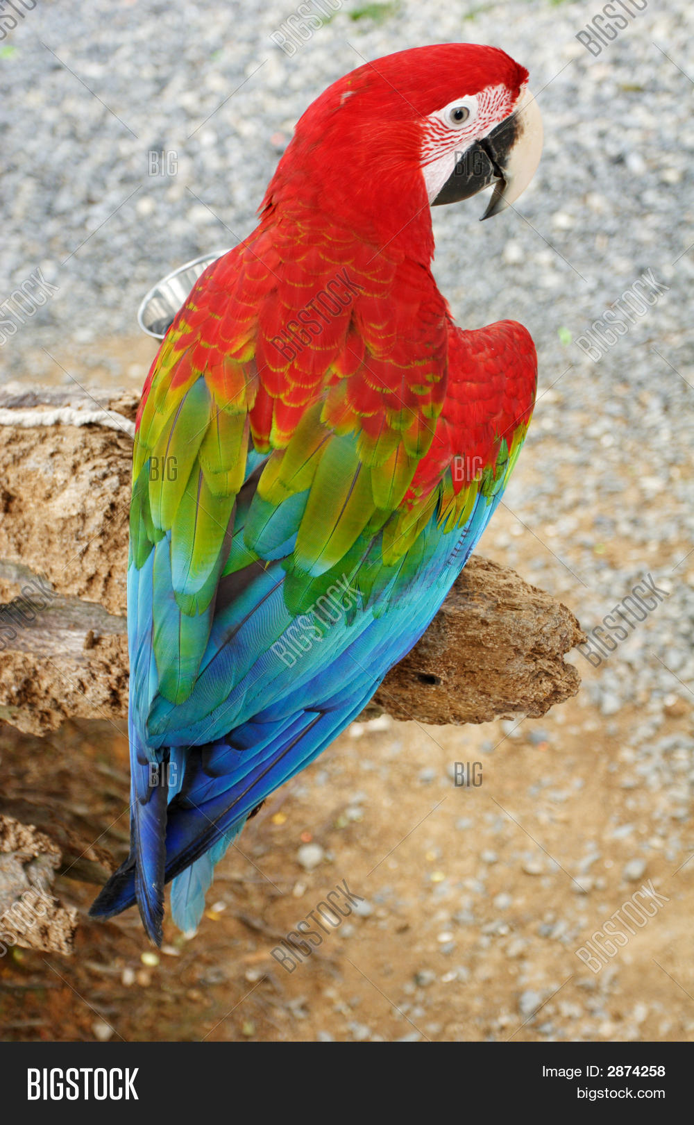 Multi-Colored Parrot Image & Photo | Bigstock