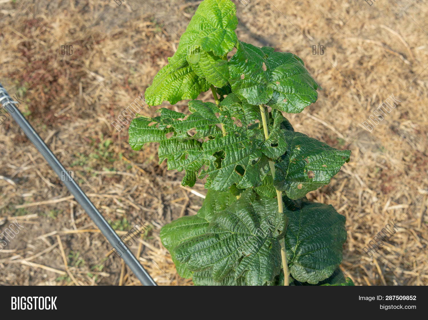 Diseases Pests Nuts Image & Photo (Free Trial) | Bigstock