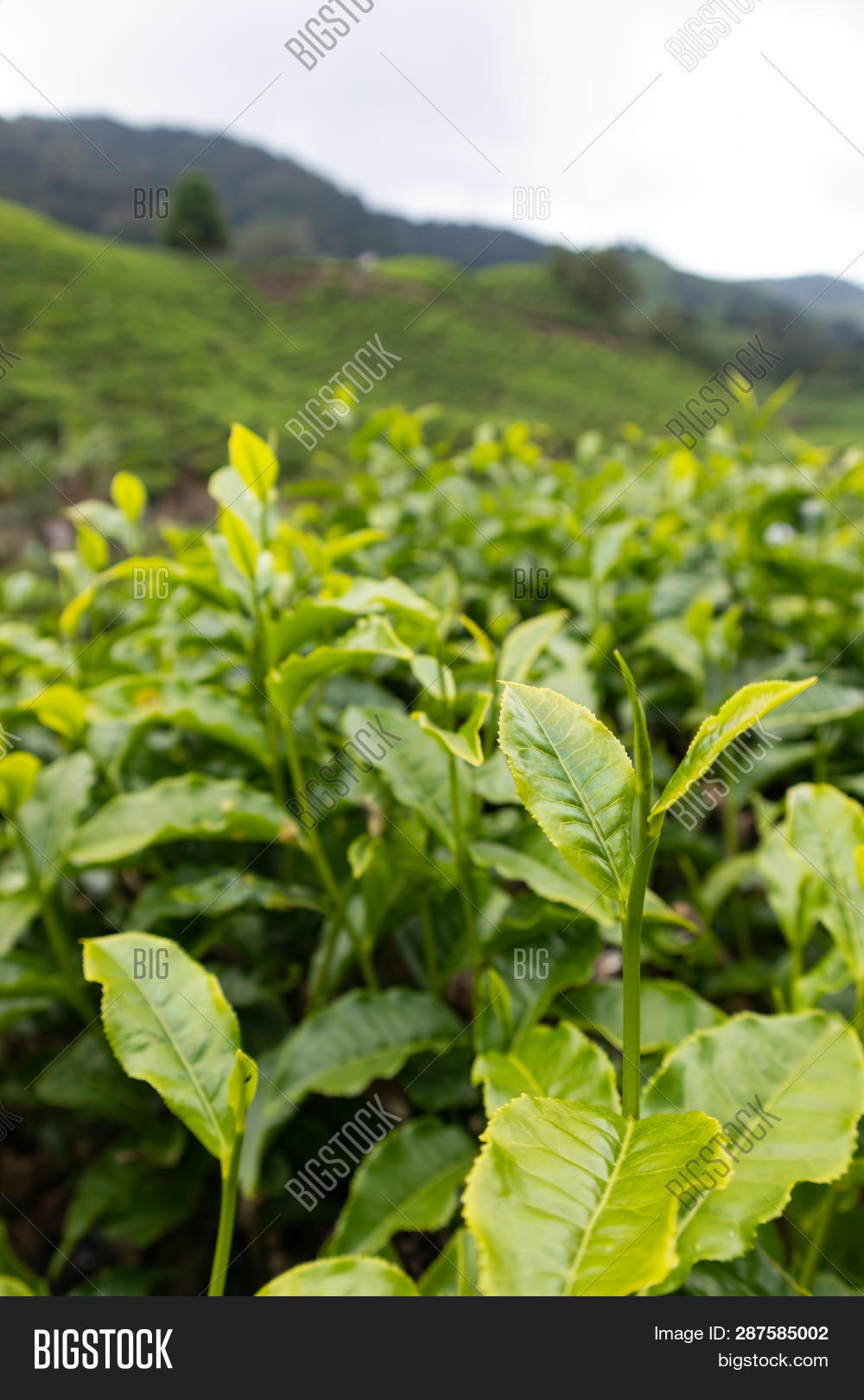 Tea Leaf Tea Platation Image & Photo (Free Trial) | Bigstock