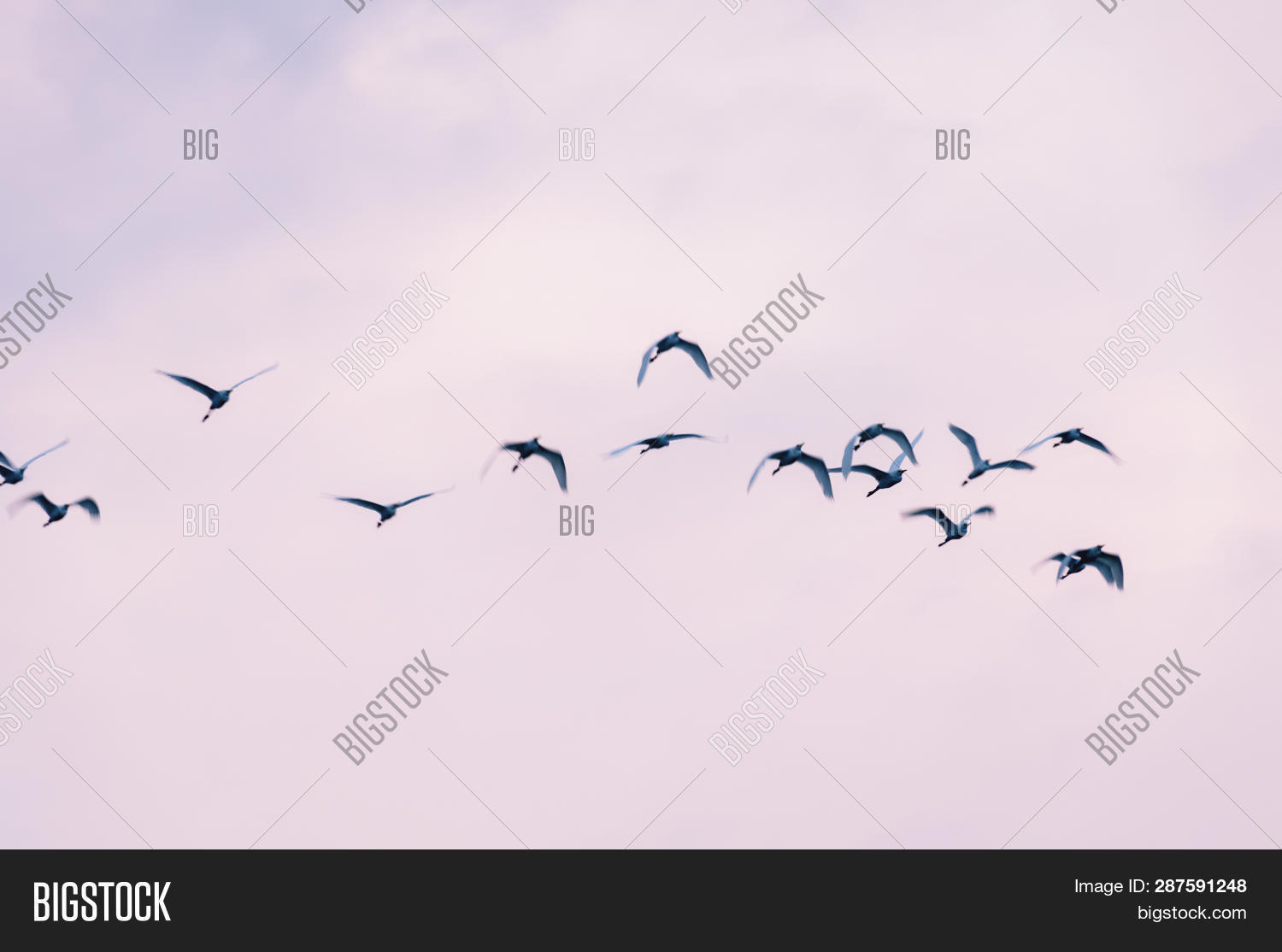 Blurred Photo Birds Image & Photo (Free Trial) | Bigstock