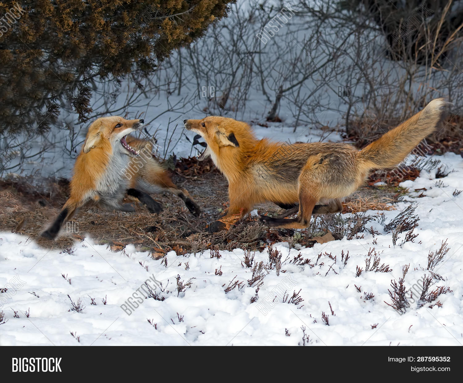 Pair Red Foxes Image & Photo (Free Trial) | Bigstock