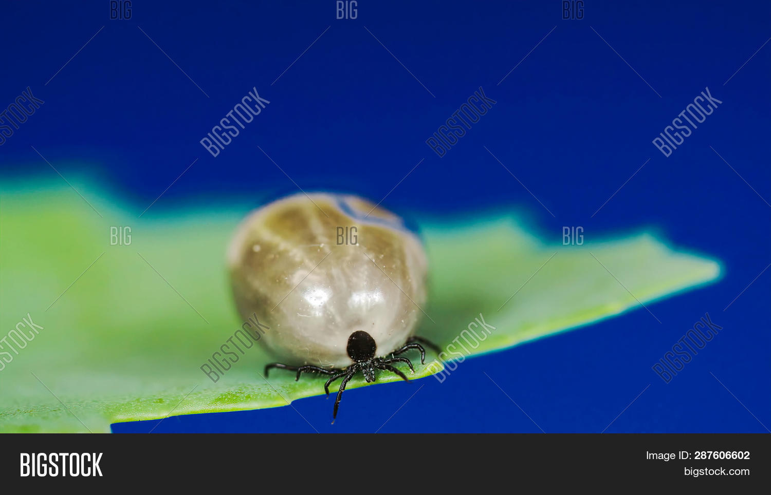 Fat Big Tick On Leaf. Image & Photo (Free Trial) | Bigstock