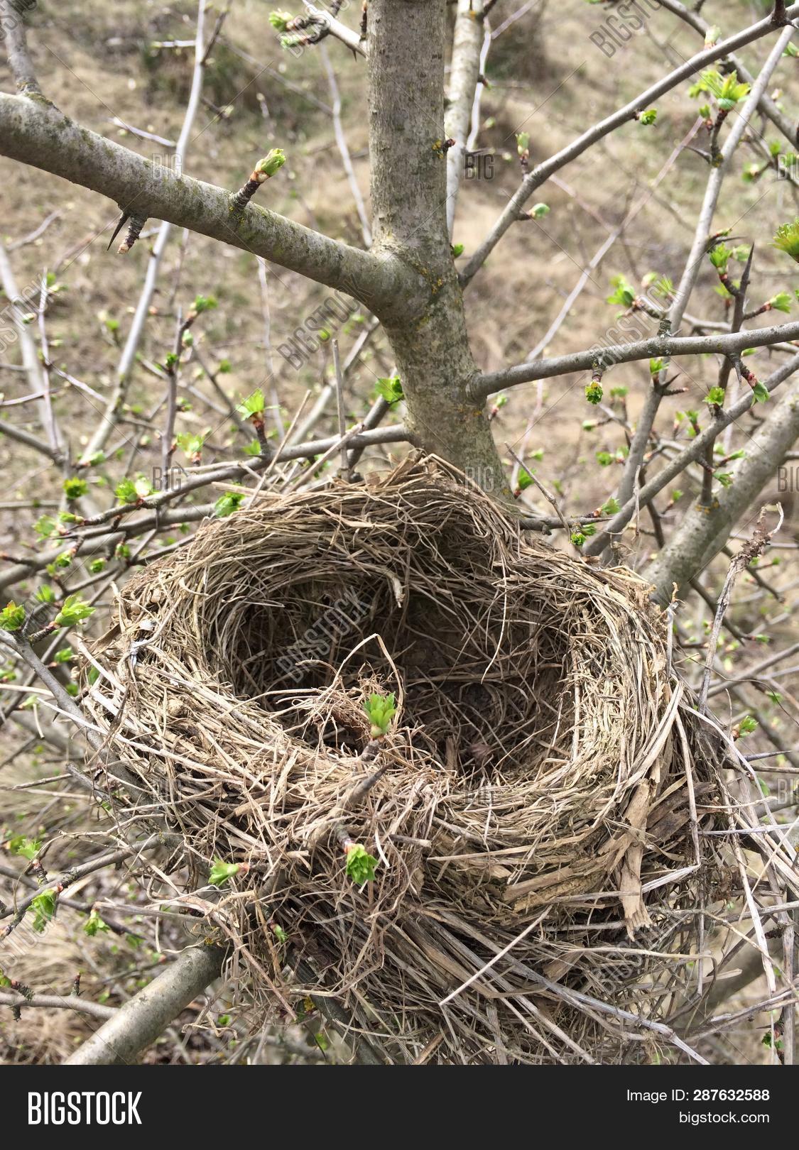 Empty Bird Nest In Tree