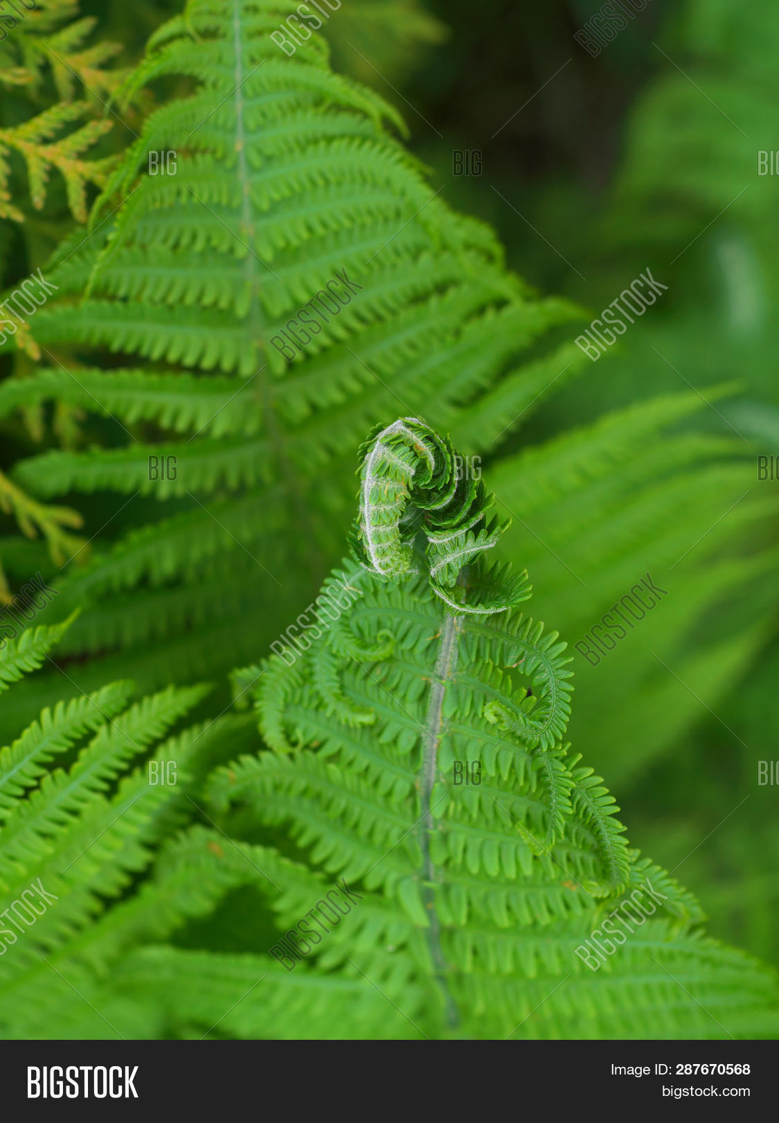 Close Eagle Fern Image & Photo (Free Trial) | Bigstock