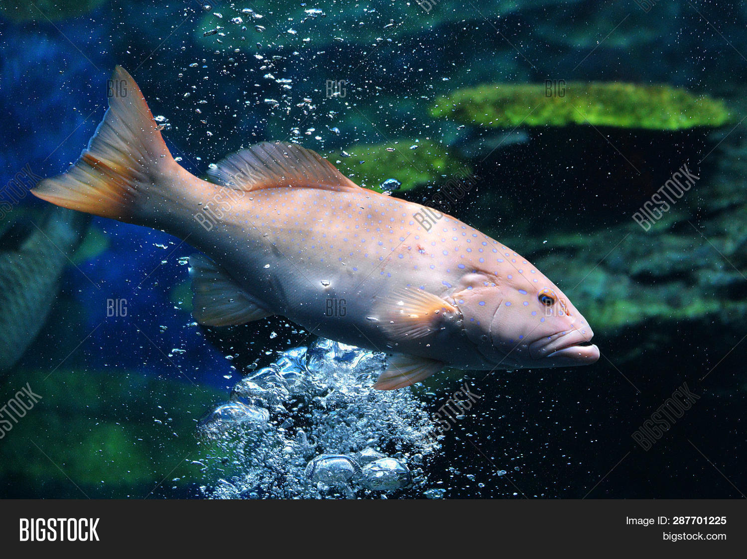 Blue Spotted Grouper Image & Photo (Free Trial) | Bigstock