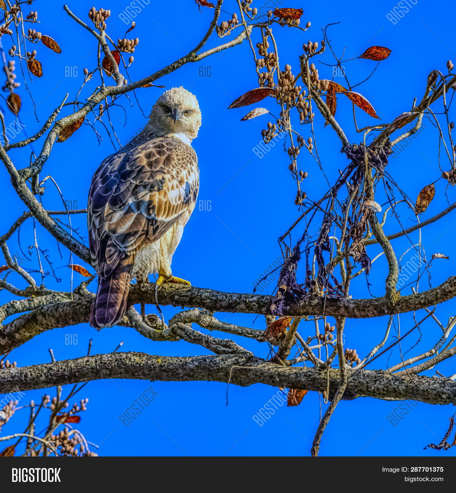Changeable Hawk-eagle Image & Photo (Free Trial) | Bigstock