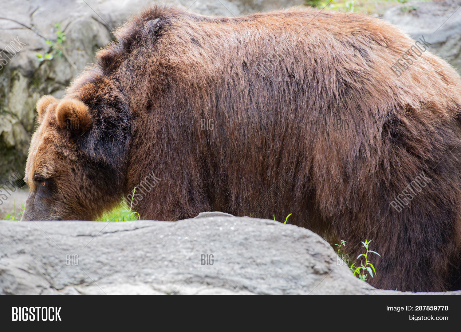 European Brown Bear Image & Photo (Free Trial) | Bigstock