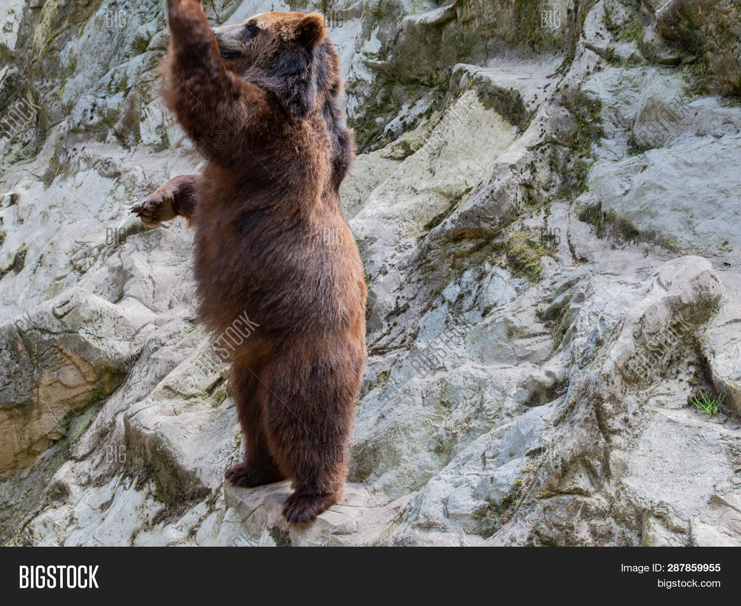 European Brown Bear Image & Photo (Free Trial) | Bigstock