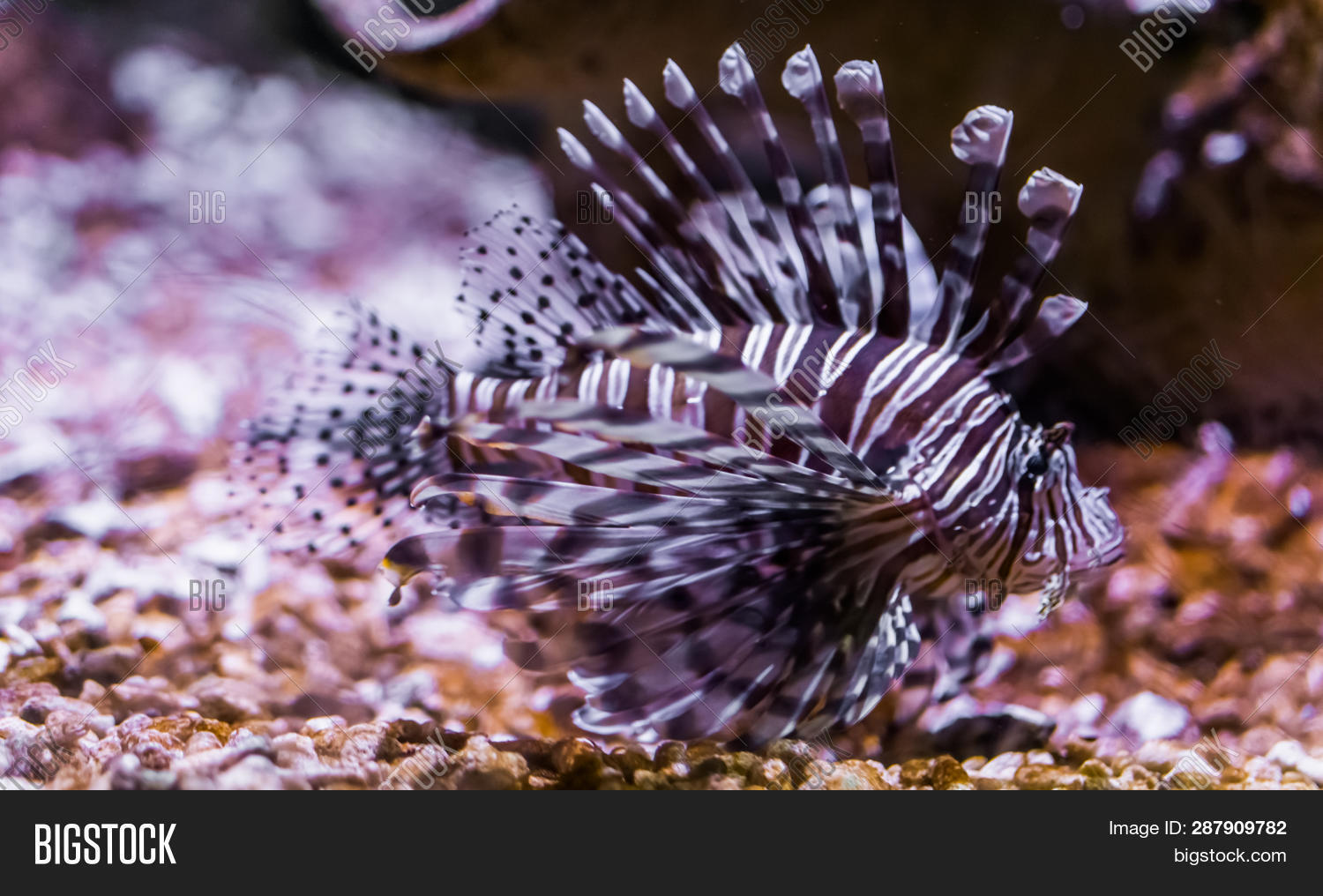 Portrait Common Devil Image & Photo (Free Trial) | Bigstock