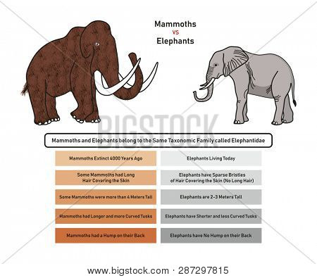 Mammoths Vs Elephants Image & Photo (Free Trial) | Bigstock