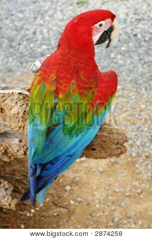 Multi-Colored Parrot Image & Photo (Free Trial) | Bigstock