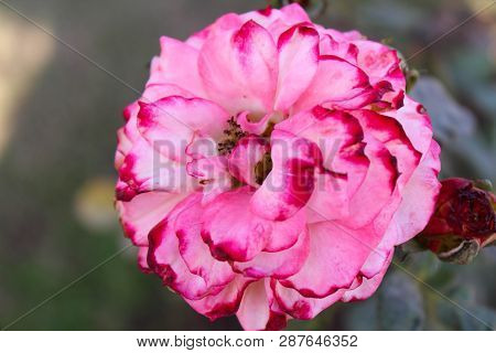 Fresh Flower Ghani Image & Photo (Free Trial) | Bigstock