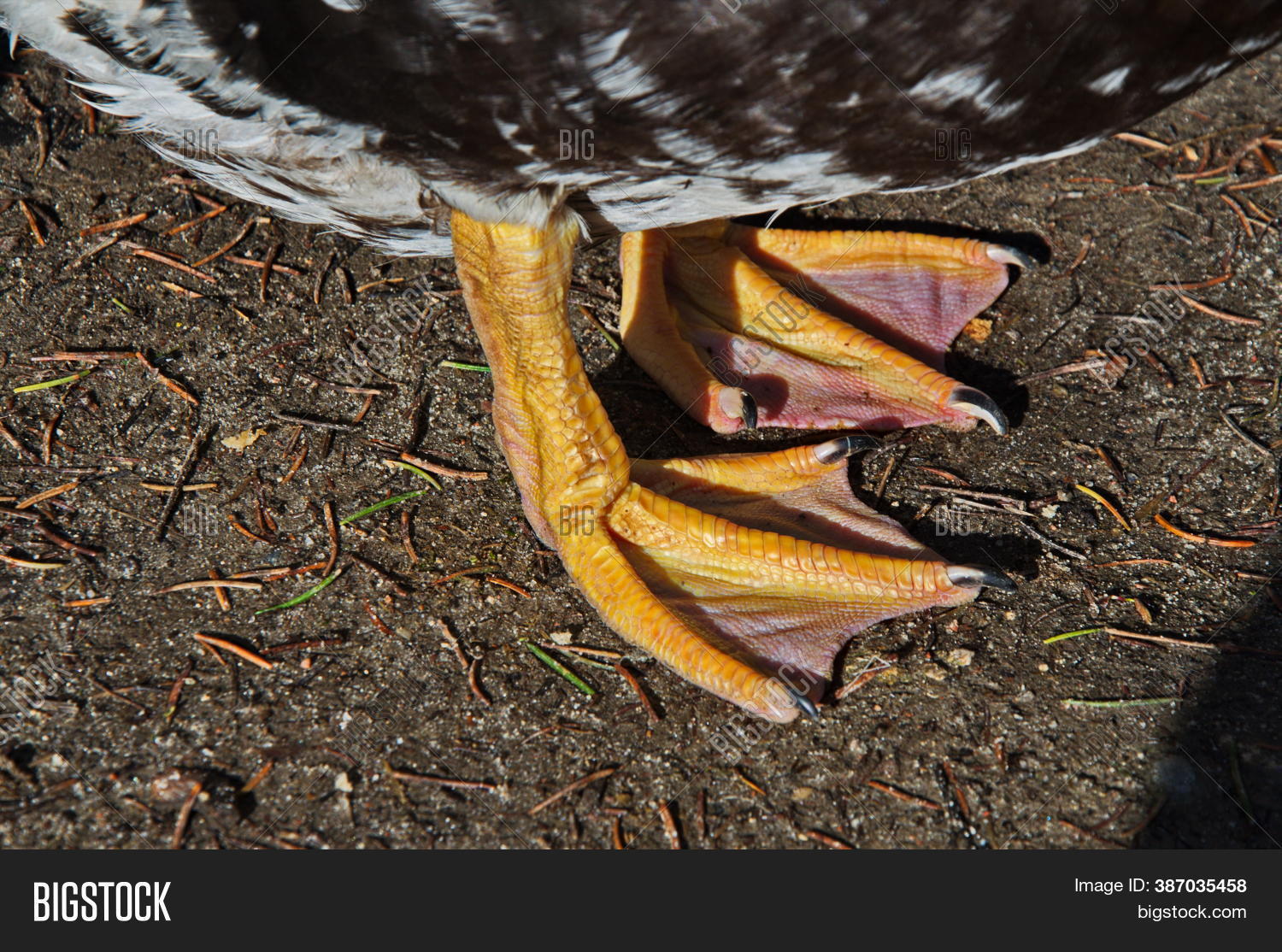 Waterfowl Goose Paws Image & Photo (Free Trial) | Bigstock