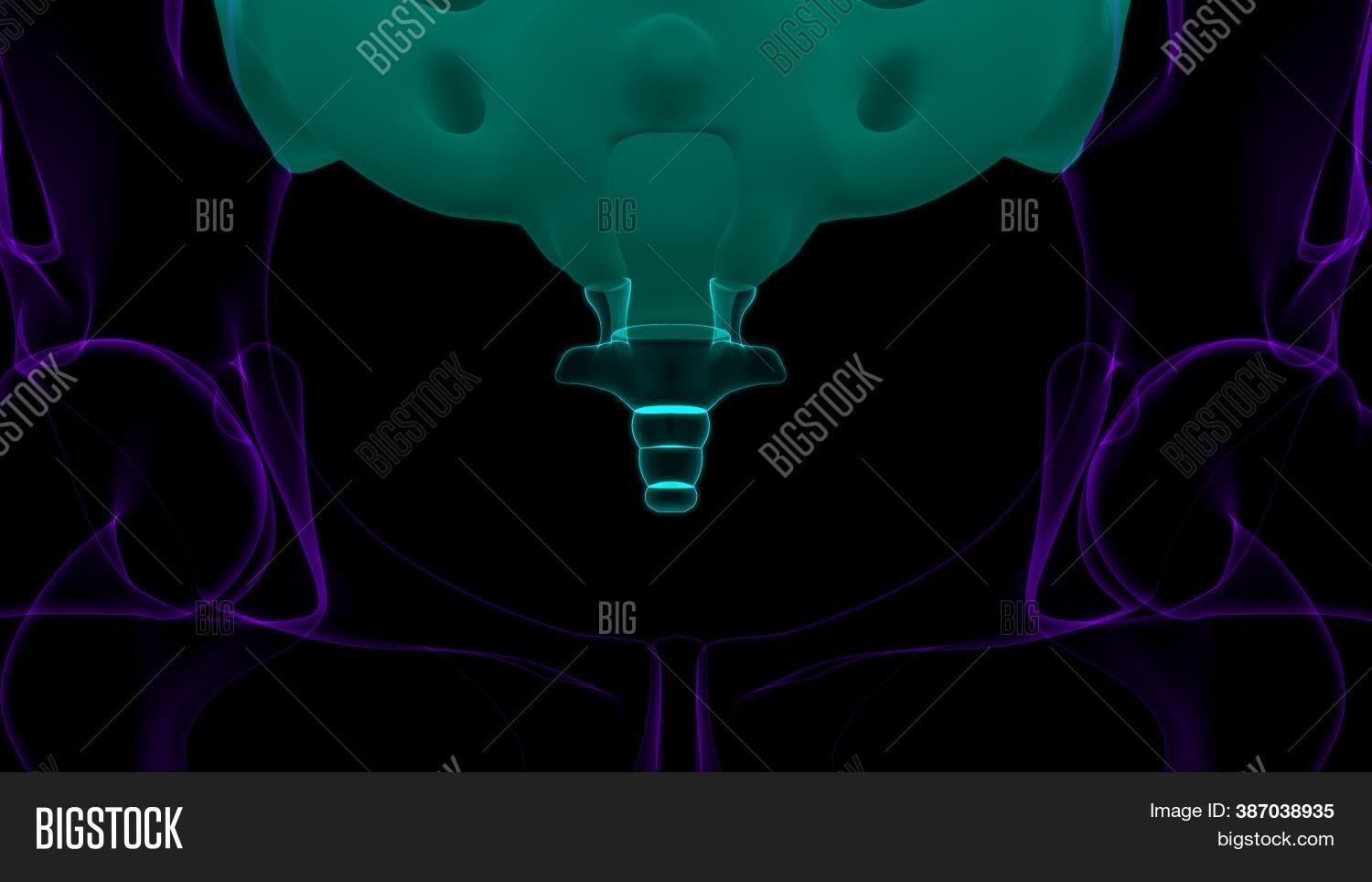 Human Skeleton Image & Photo (Free Trial) | Bigstock