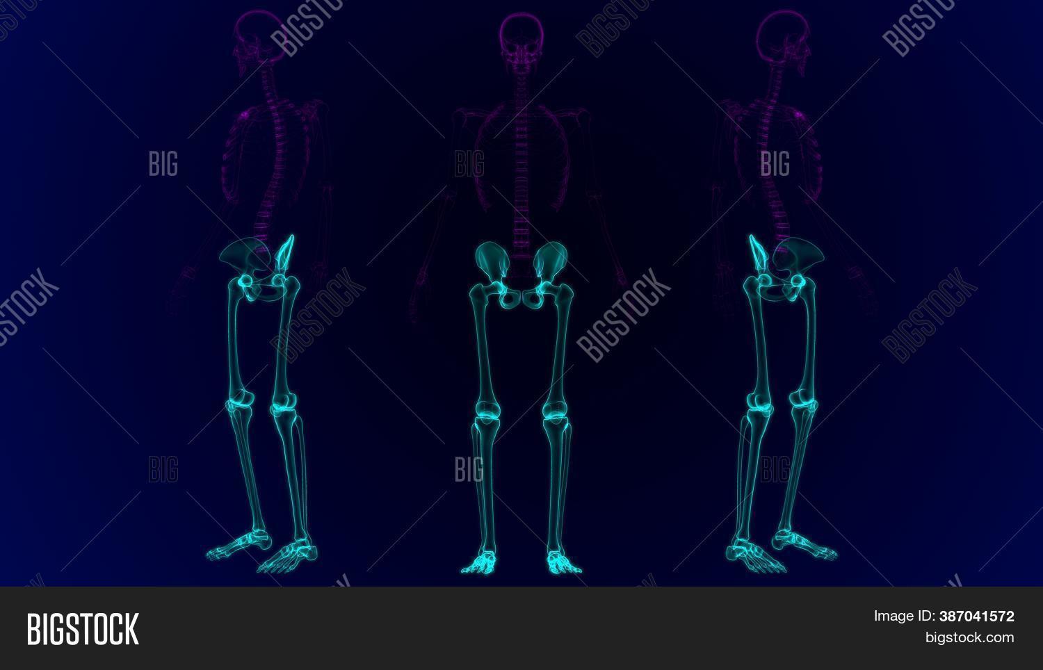 Human Skeleton Lower Image & Photo (Free Trial) | Bigstock