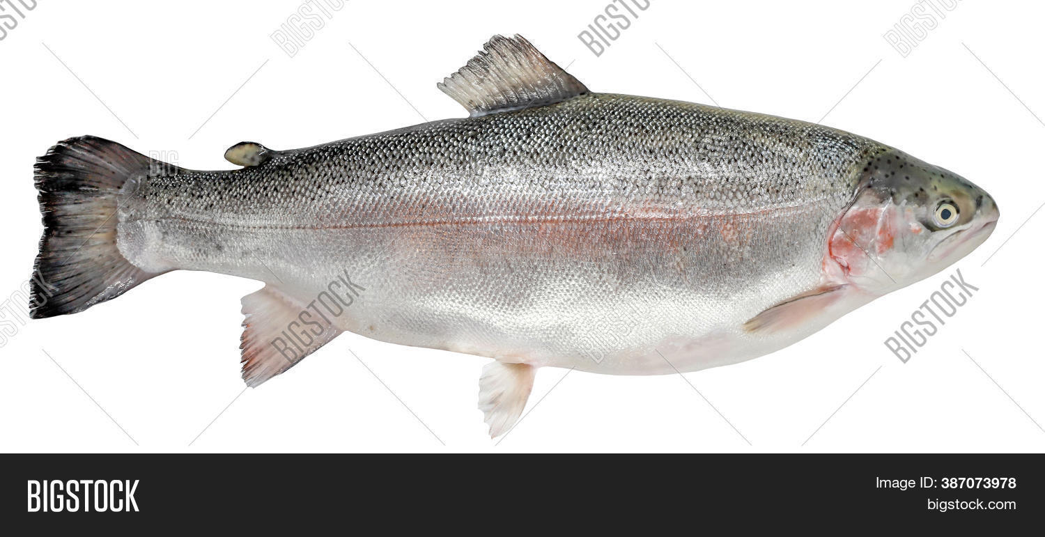 Trout Isolated On Image & Photo (Free Trial) | Bigstock