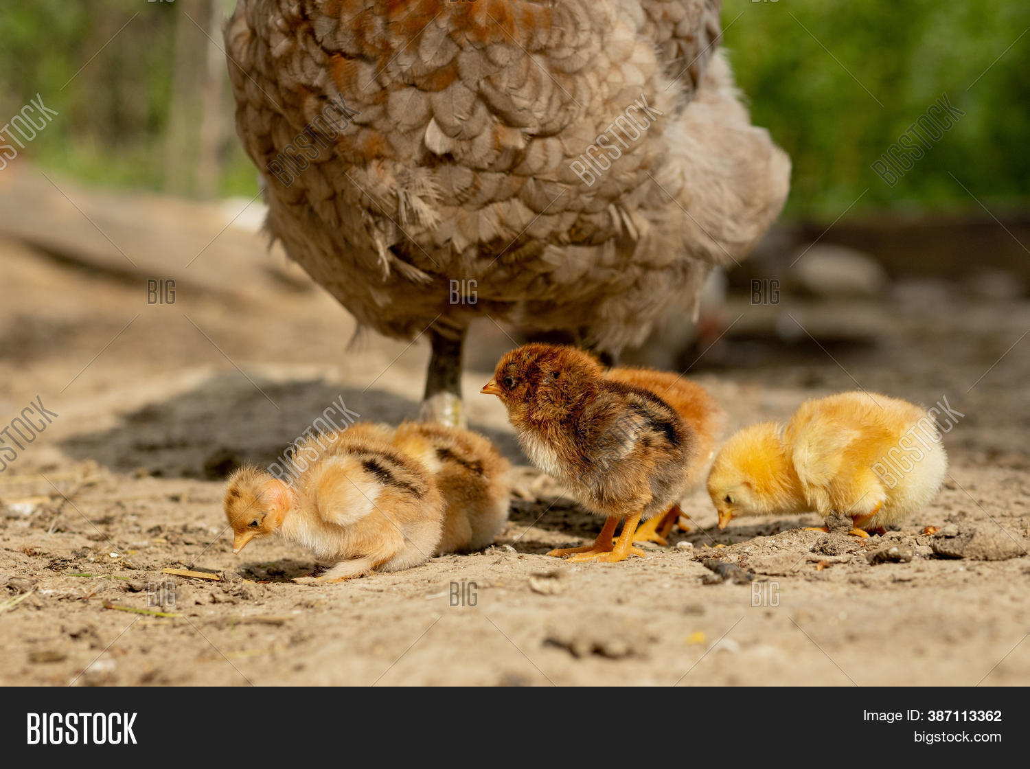 Closeup Mother Chicken Image & Photo (Free Trial) | Bigstock