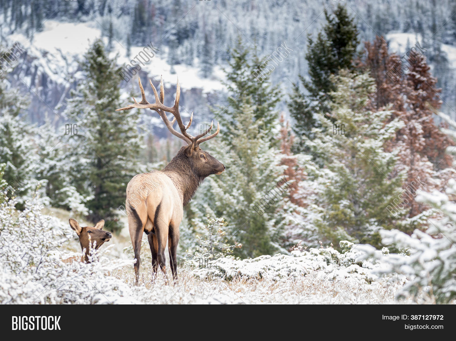 Breeding Bull Elk Image & Photo (Free Trial) | Bigstock