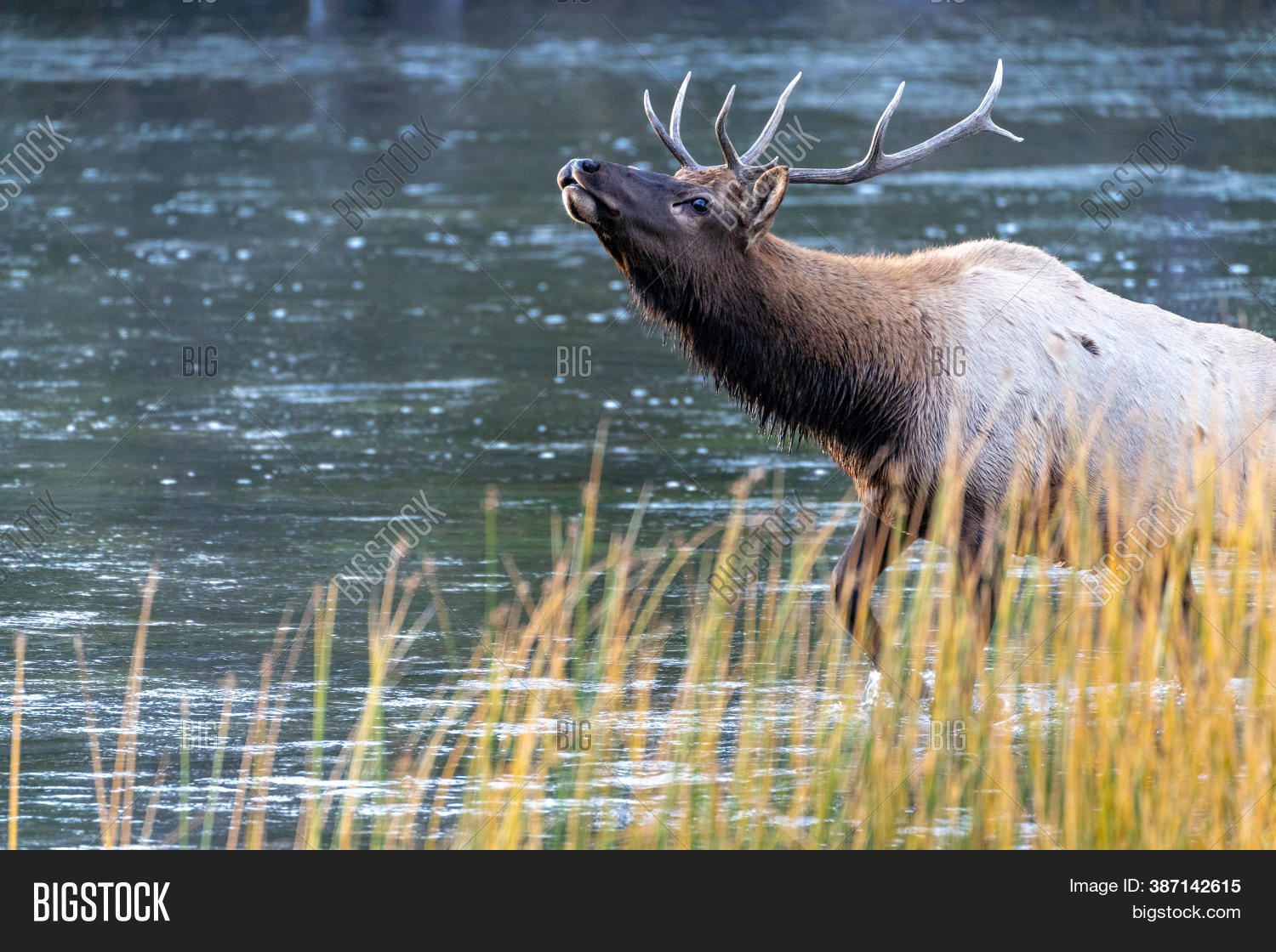 Beautiful Bull Elk Image & Photo (Free Trial) | Bigstock